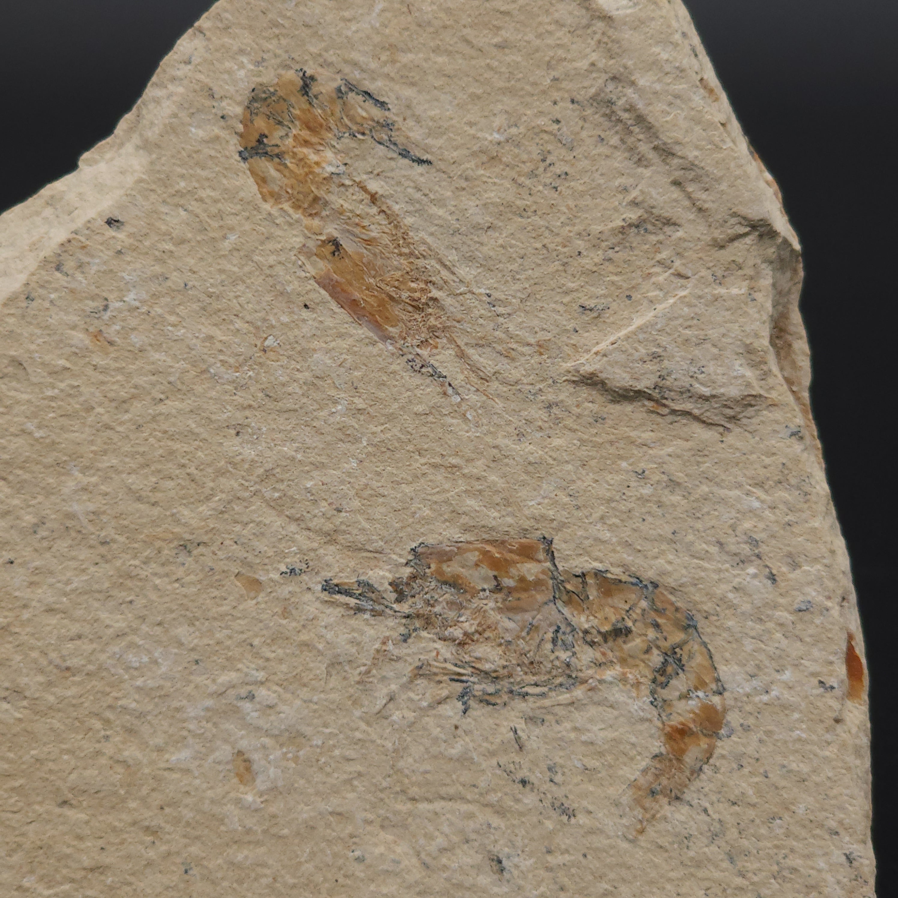 Fossil Crustaceans – Fossil Oasis