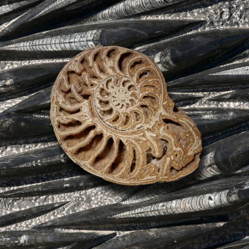 Fossil Preparation Tools – Fossil Oasis