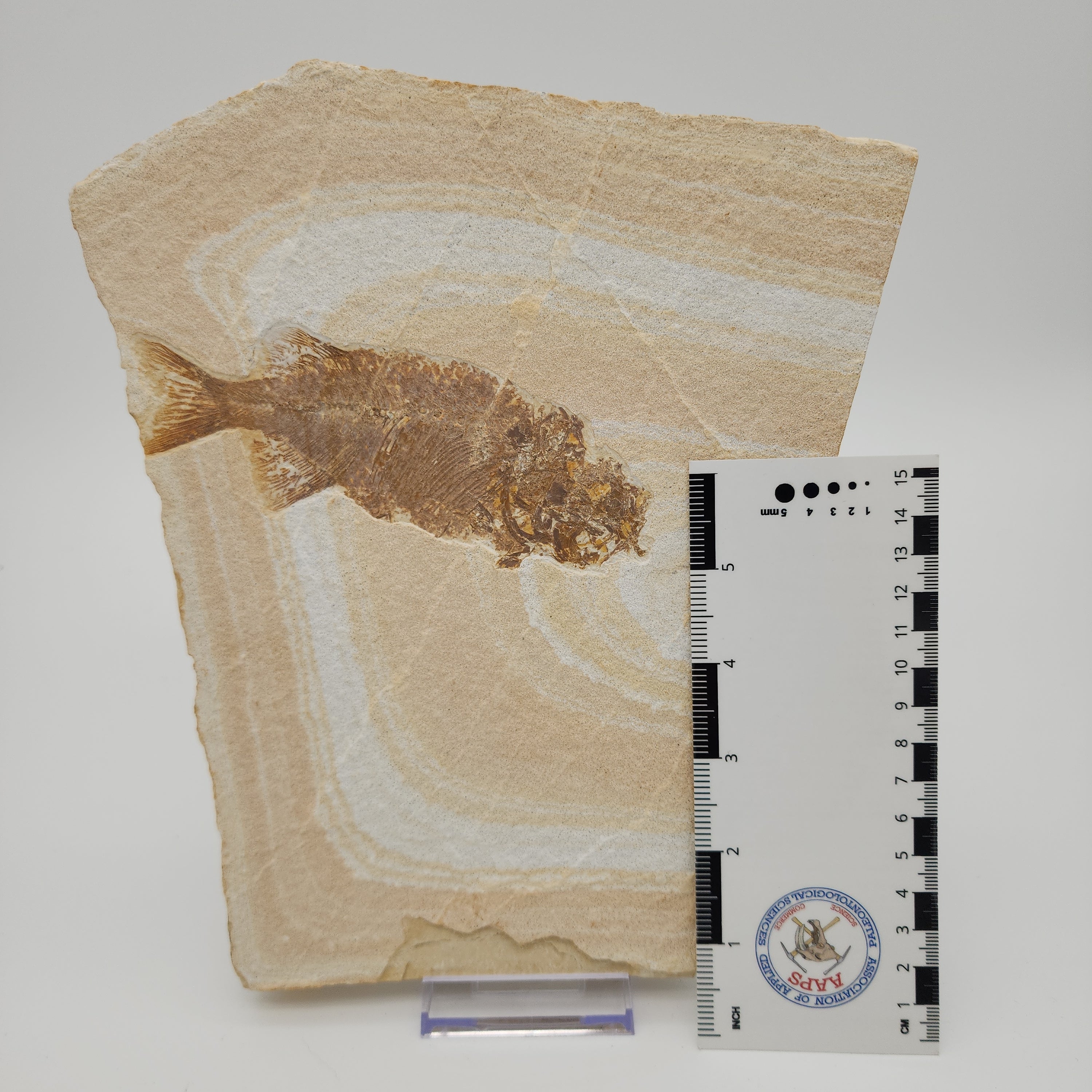 Phareodus juvenile fossil fish – Fossil Oasis