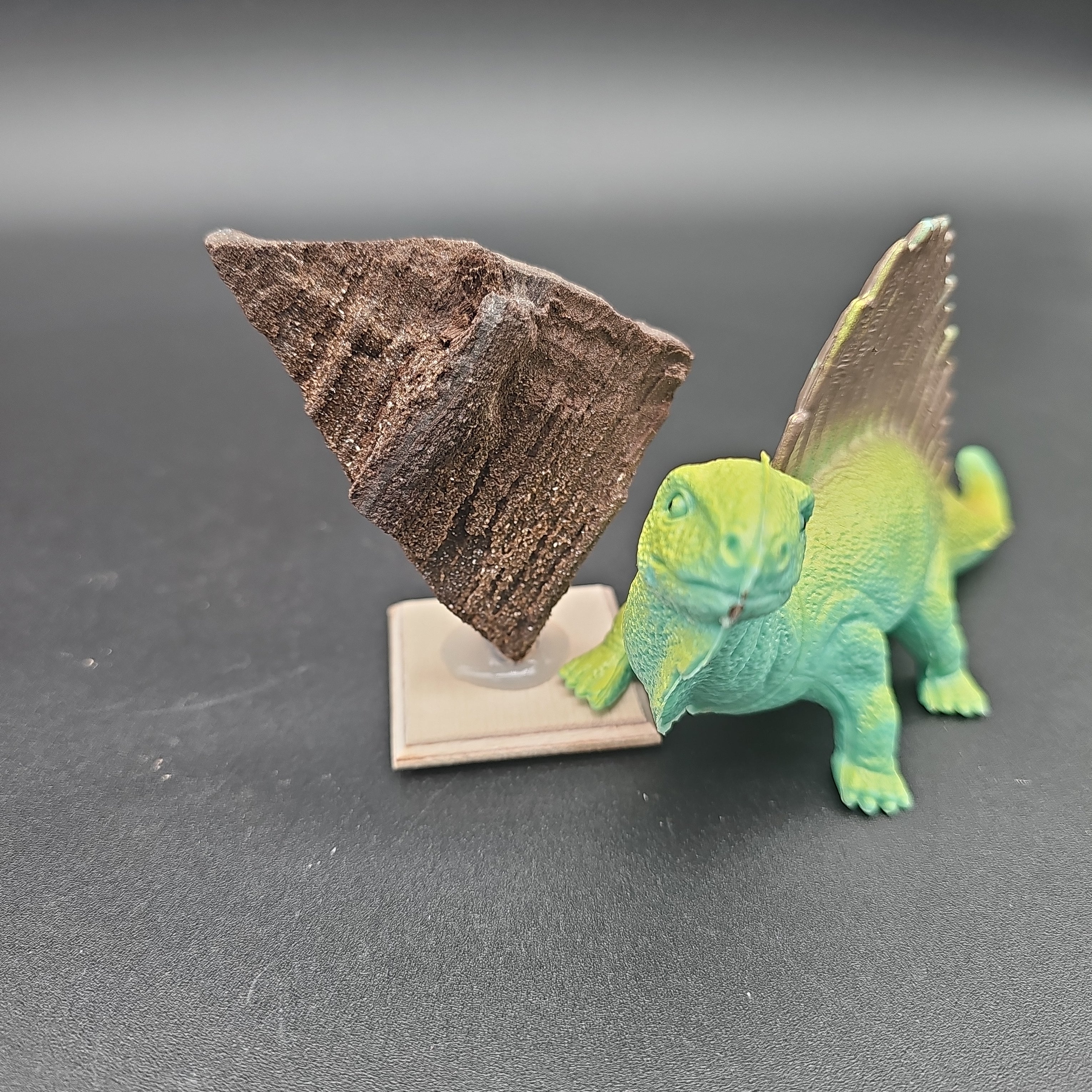 Fossil Oasis - Fossil Preparation Service - Fossil Store