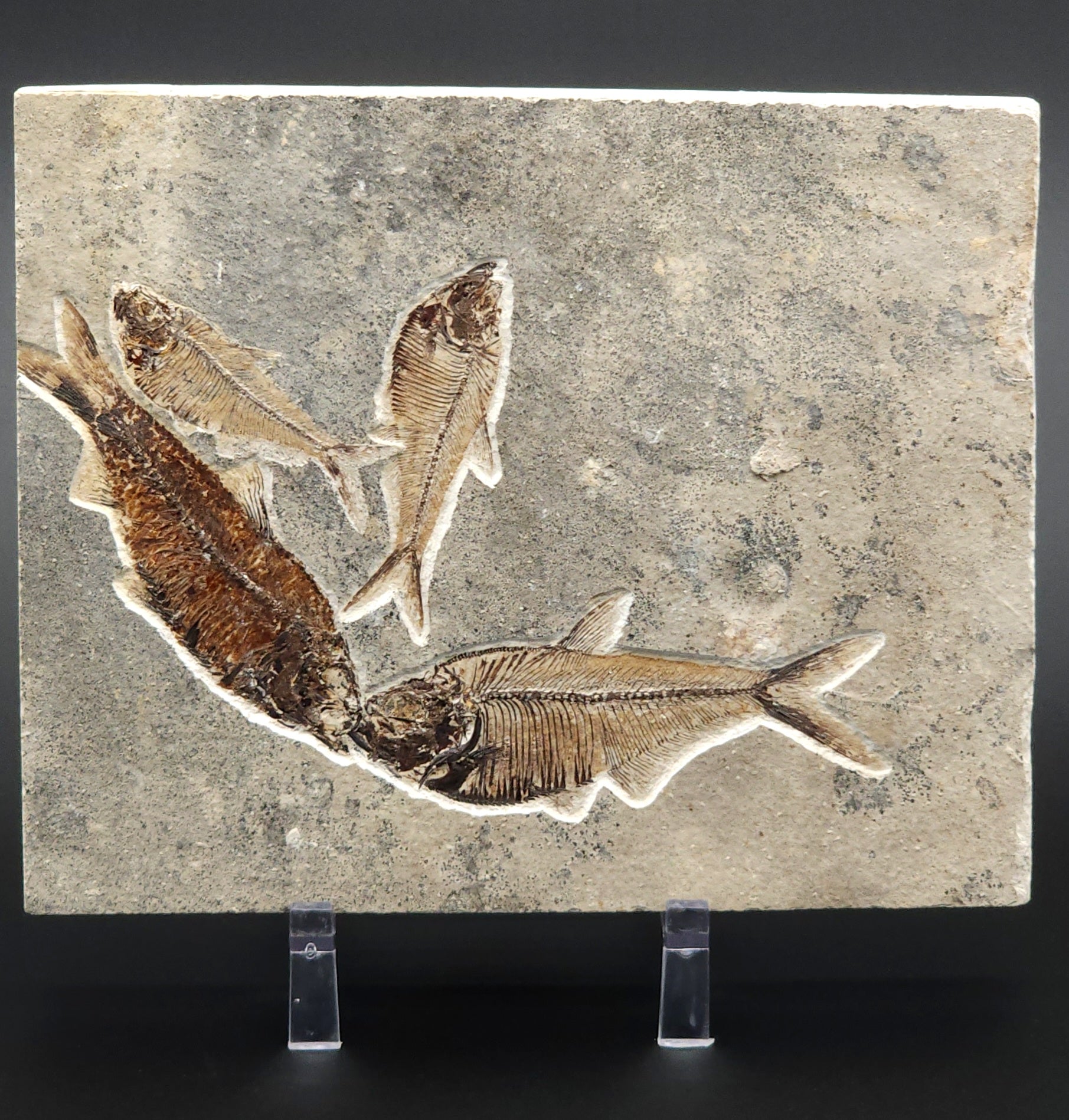 Fossil Preparation Services – Fossil Oasis