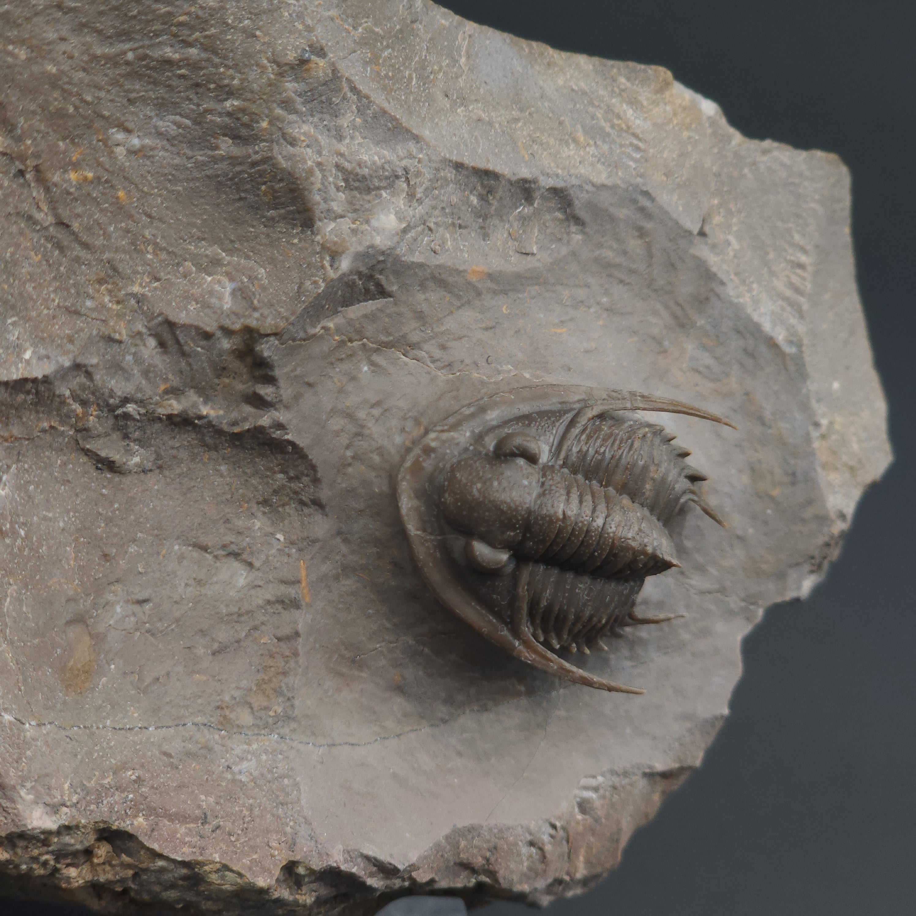 Trilobite Fossils – Fossil Oasis