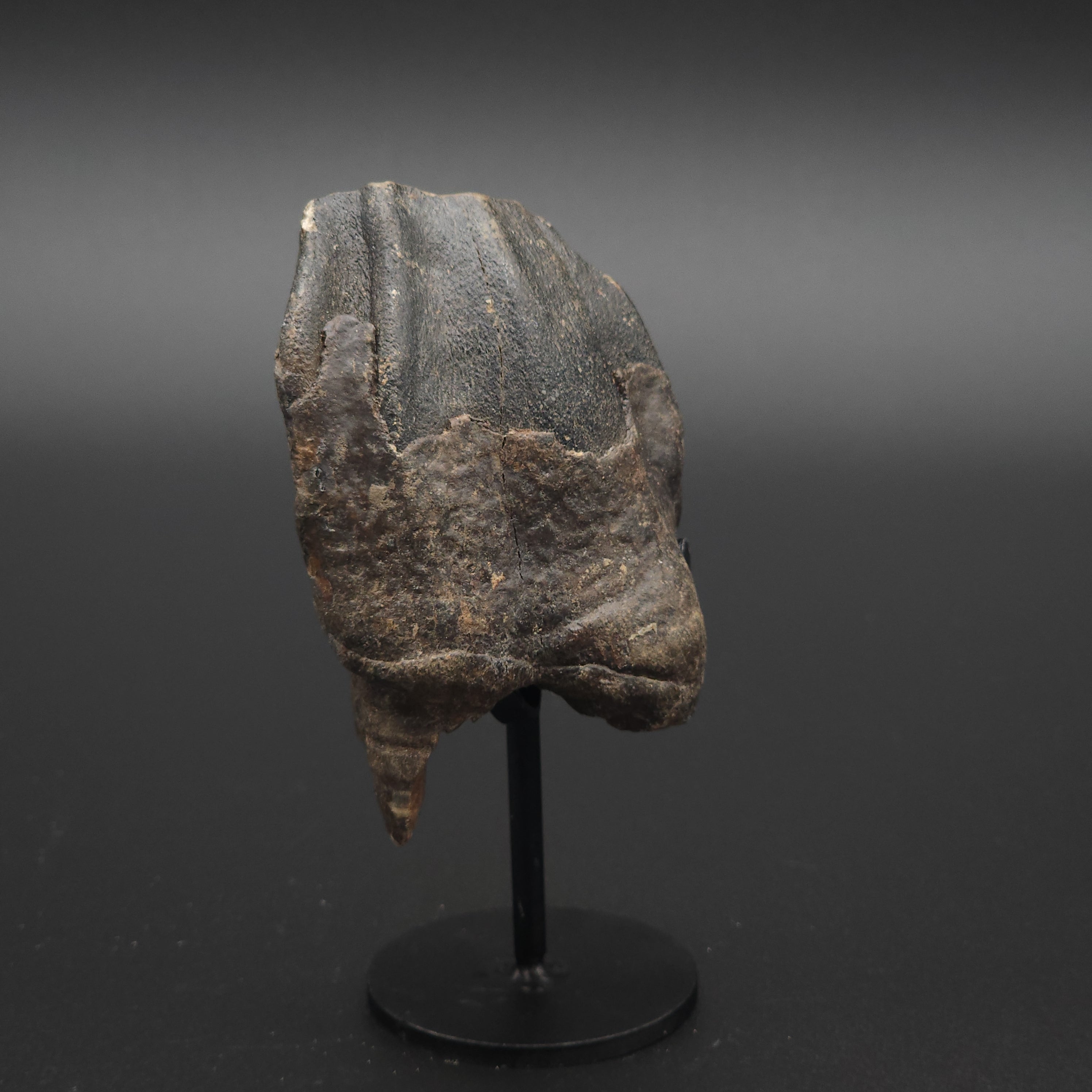 Coelodonta antiquitatis Woolly Rhinoceros Tooth - Siberia – Fossil Oasis