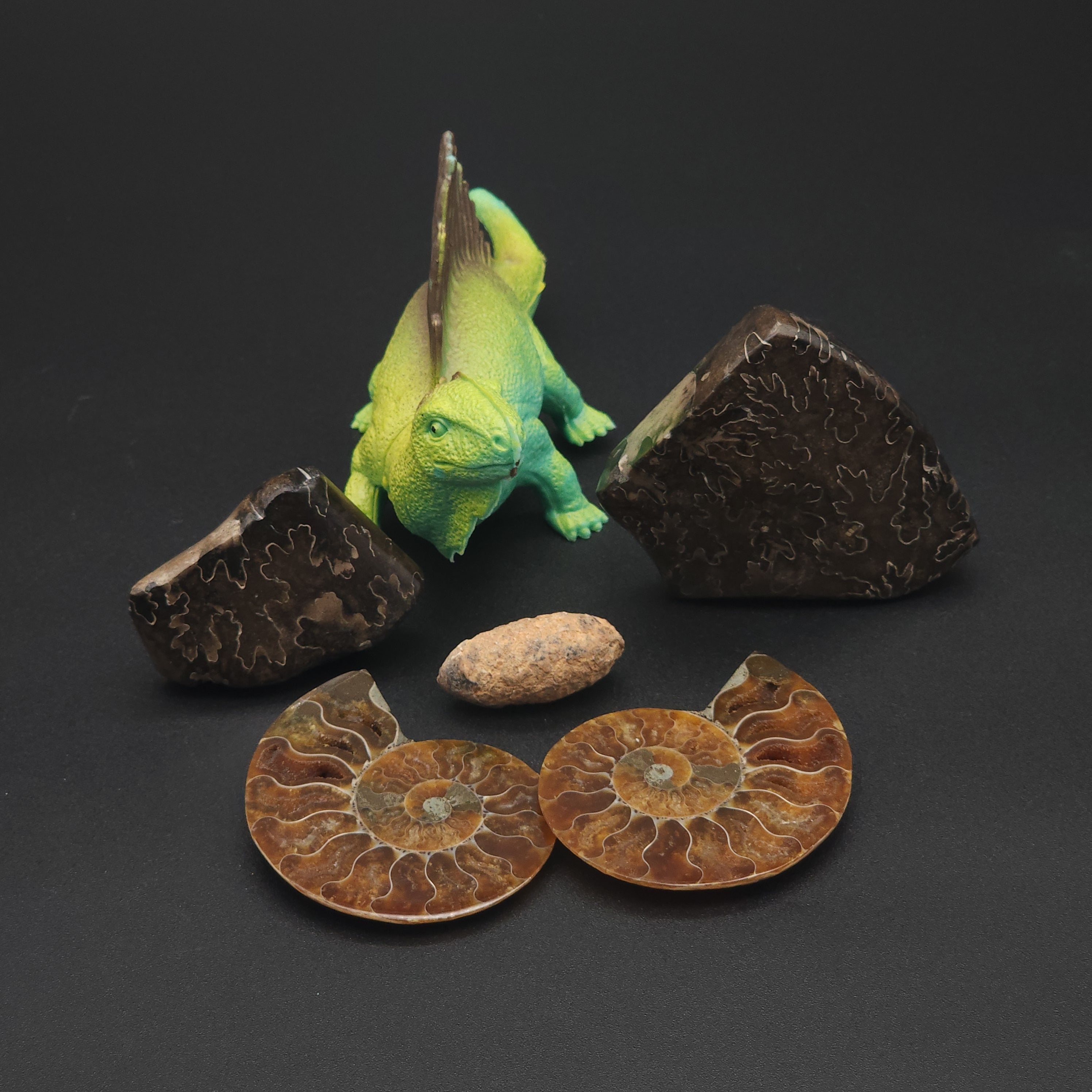 Fossil Oasis - Fossil Preparation Service - Fossil Store