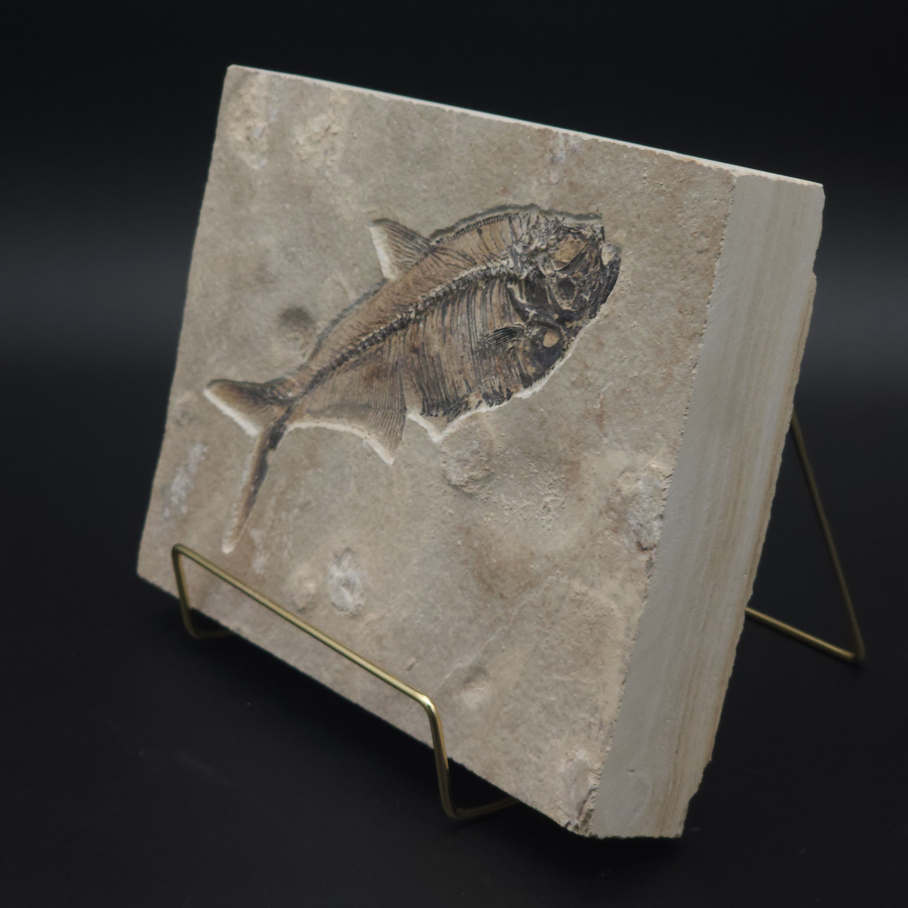 Fossil Fish – Fossil Oasis