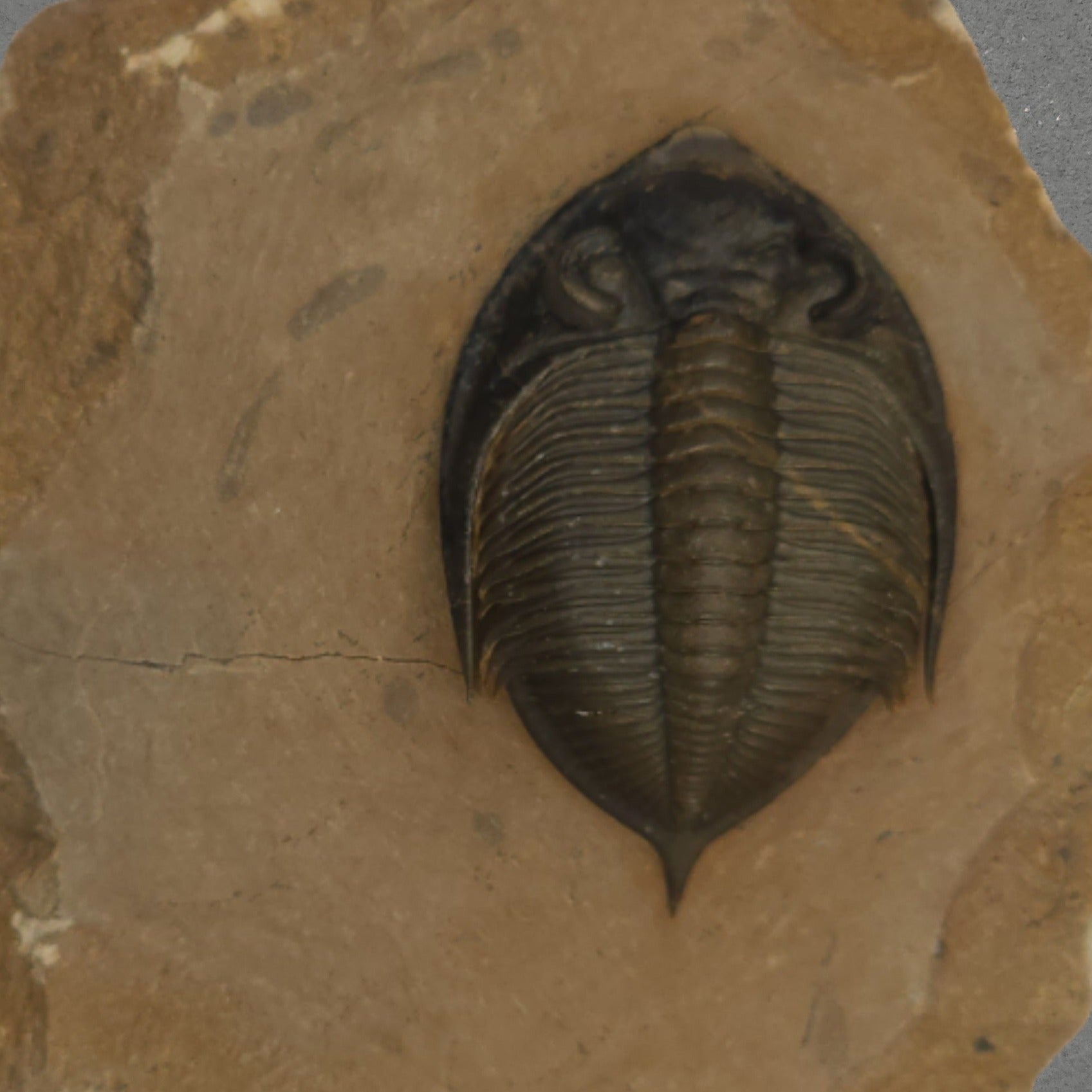 Zlichovaspis Trilobite with genal spines up – Fossil Oasis