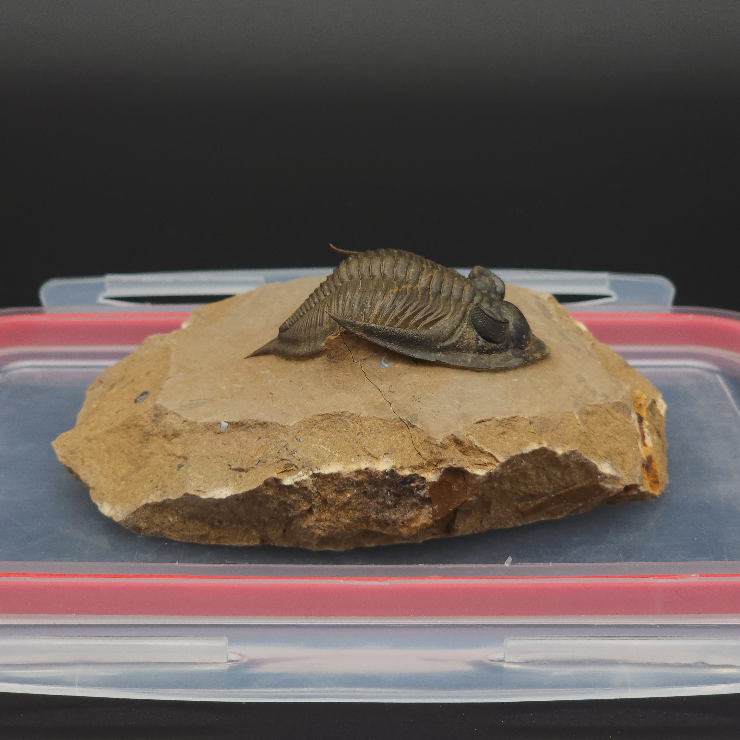 Zlichovaspis Trilobite with genal spines up – Fossil Oasis