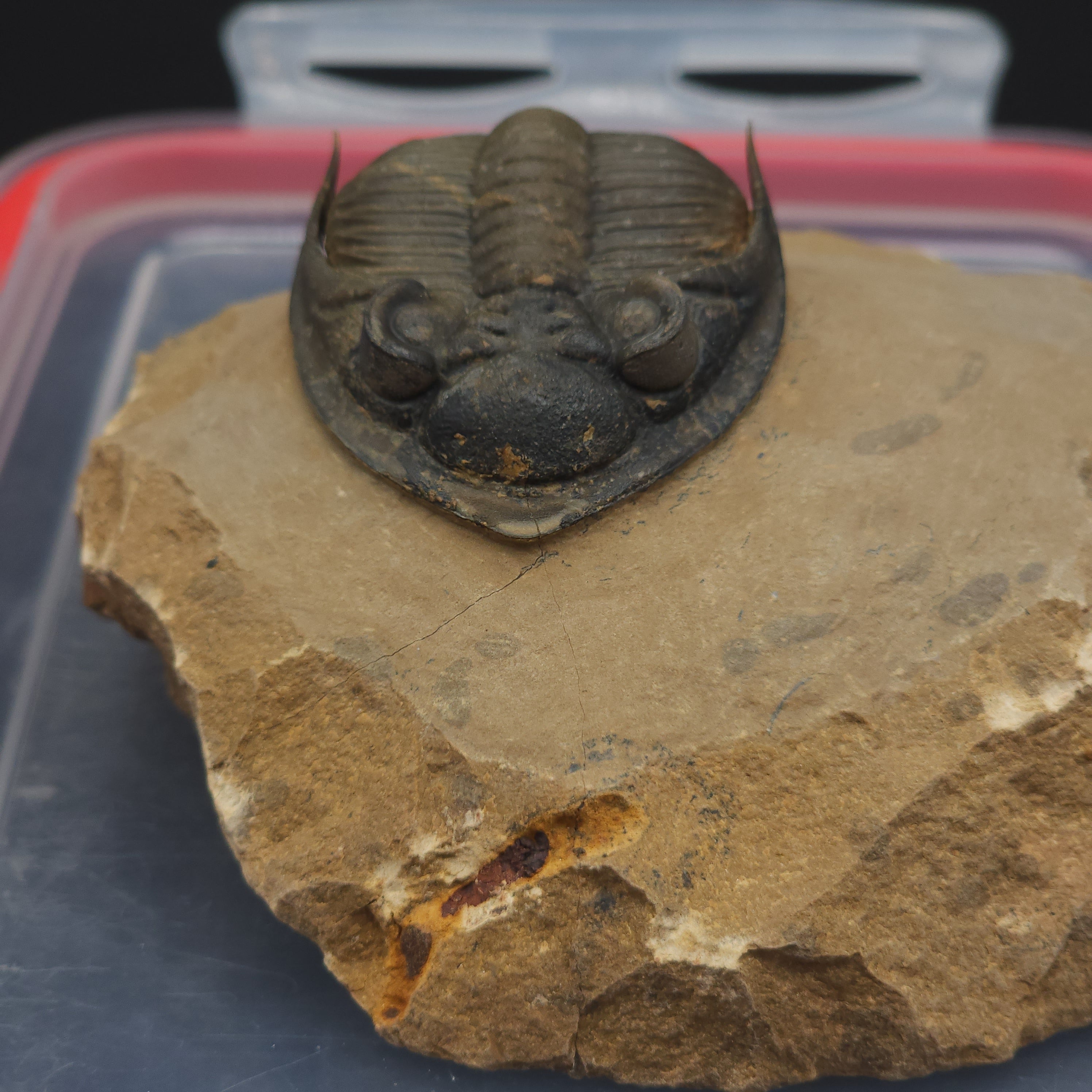 Zlichovaspis Trilobite with genal spines up – Fossil Oasis