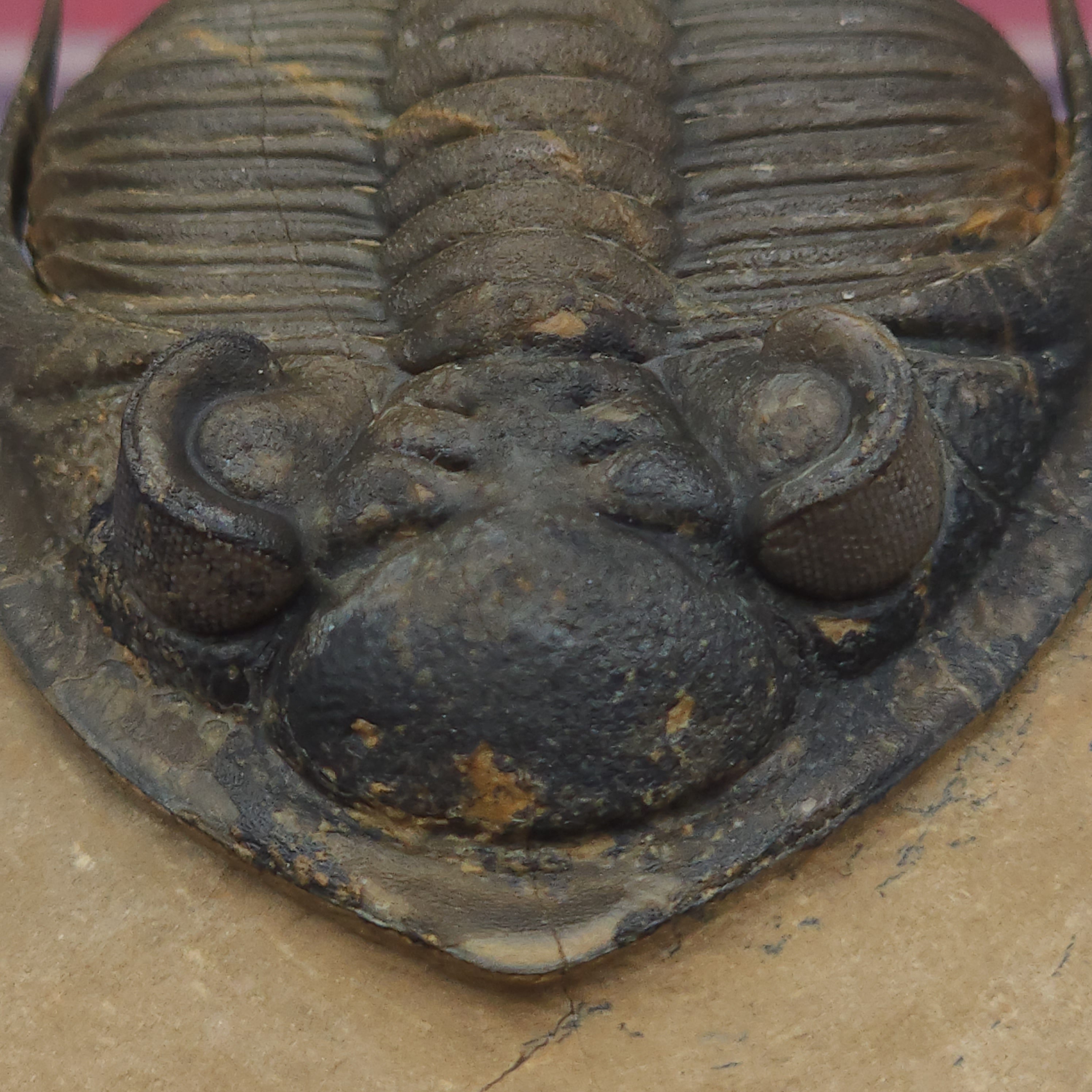 Zlichovaspis Trilobite with genal spines up – Fossil Oasis