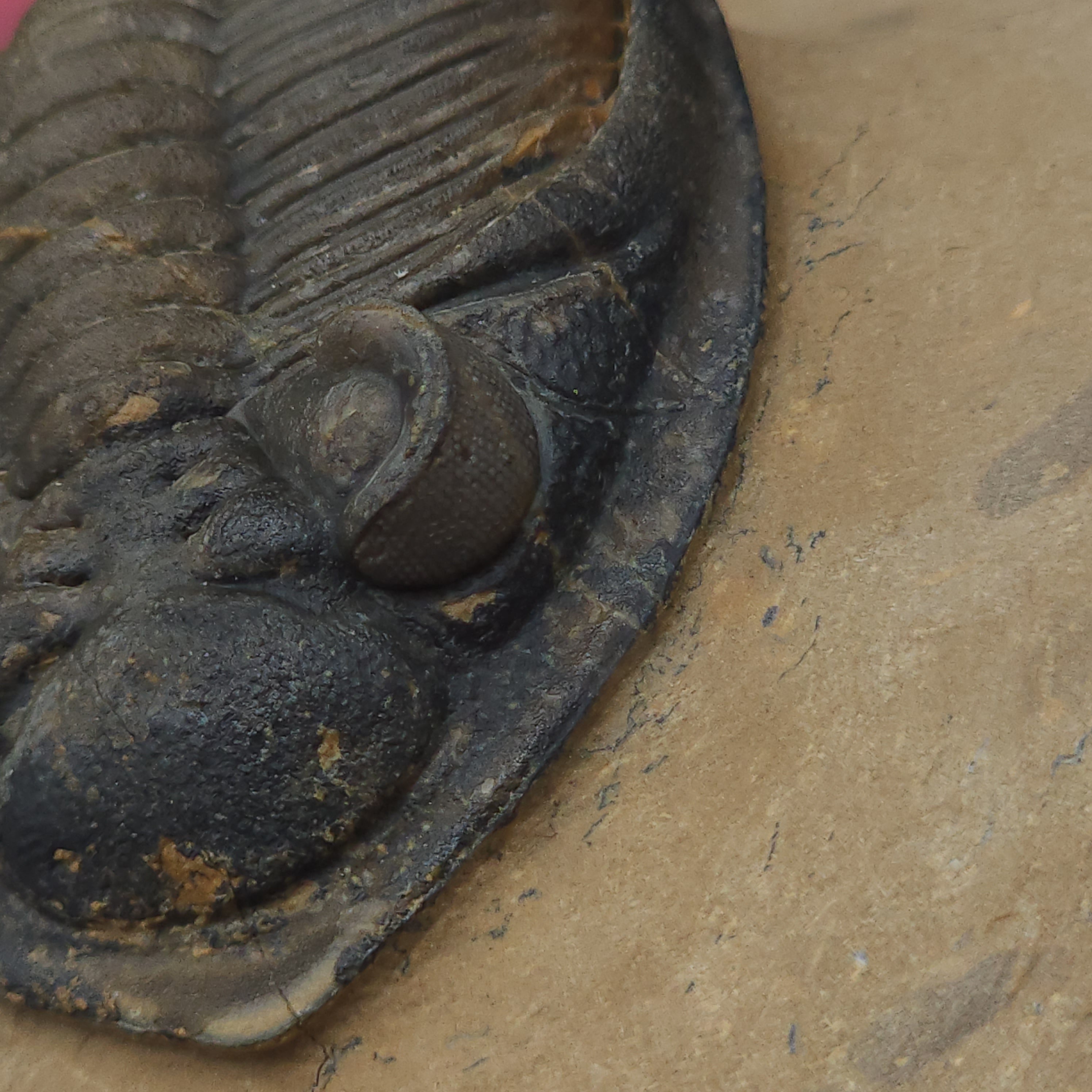 Zlichovaspis Trilobite with genal spines up – Fossil Oasis