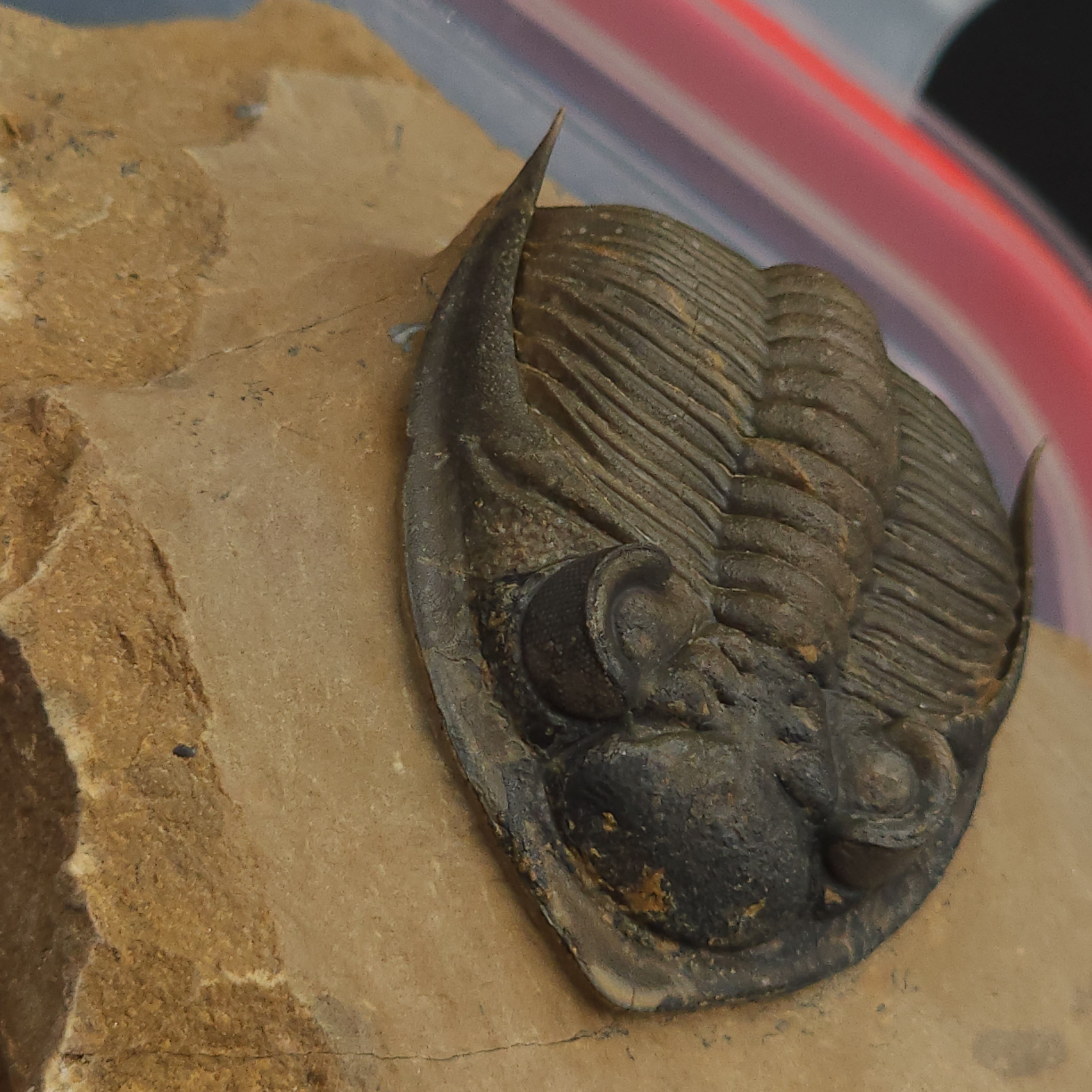 Zlichovaspis Trilobite with genal spines up – Fossil Oasis