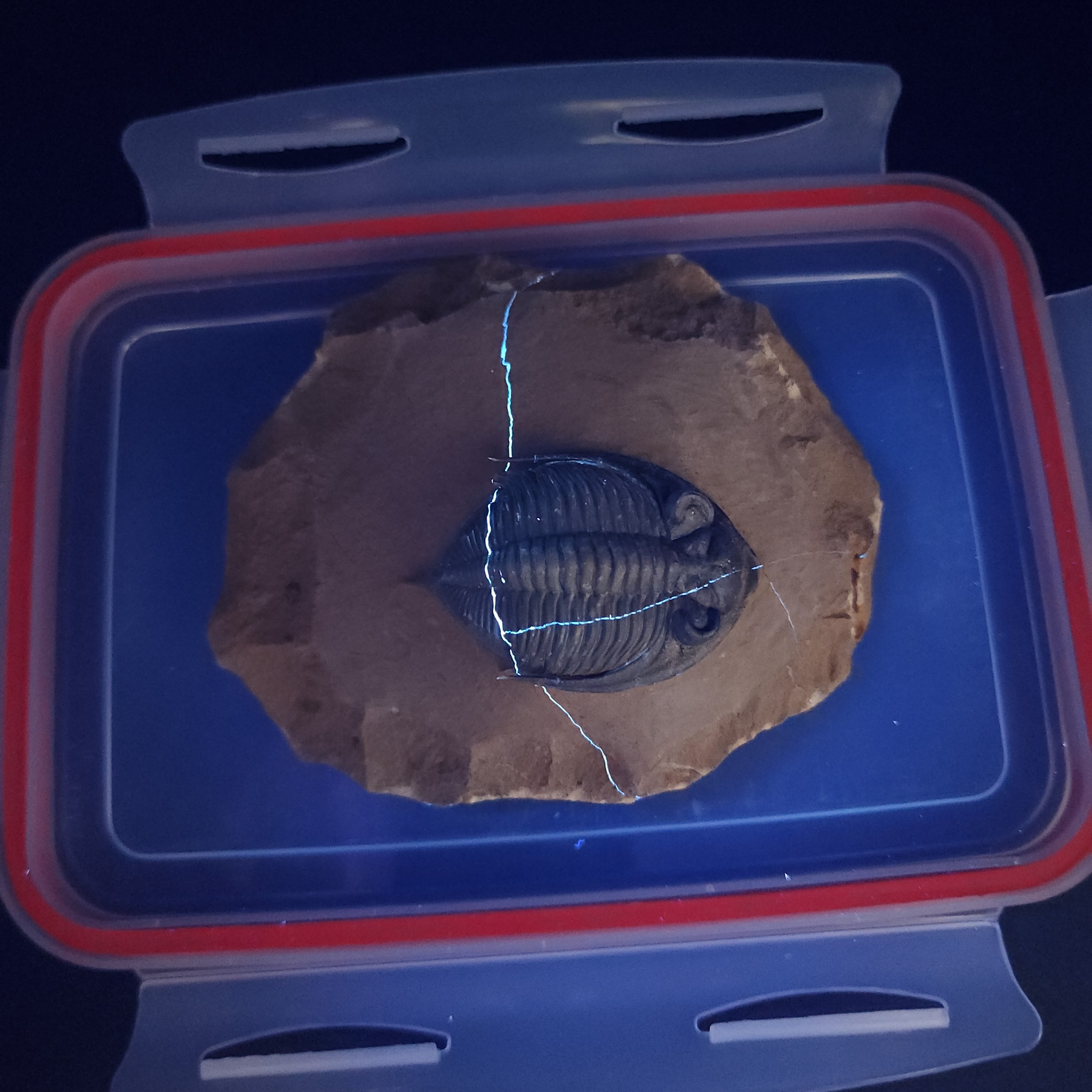 Zlichovaspis Trilobite with genal spines up – Fossil Oasis