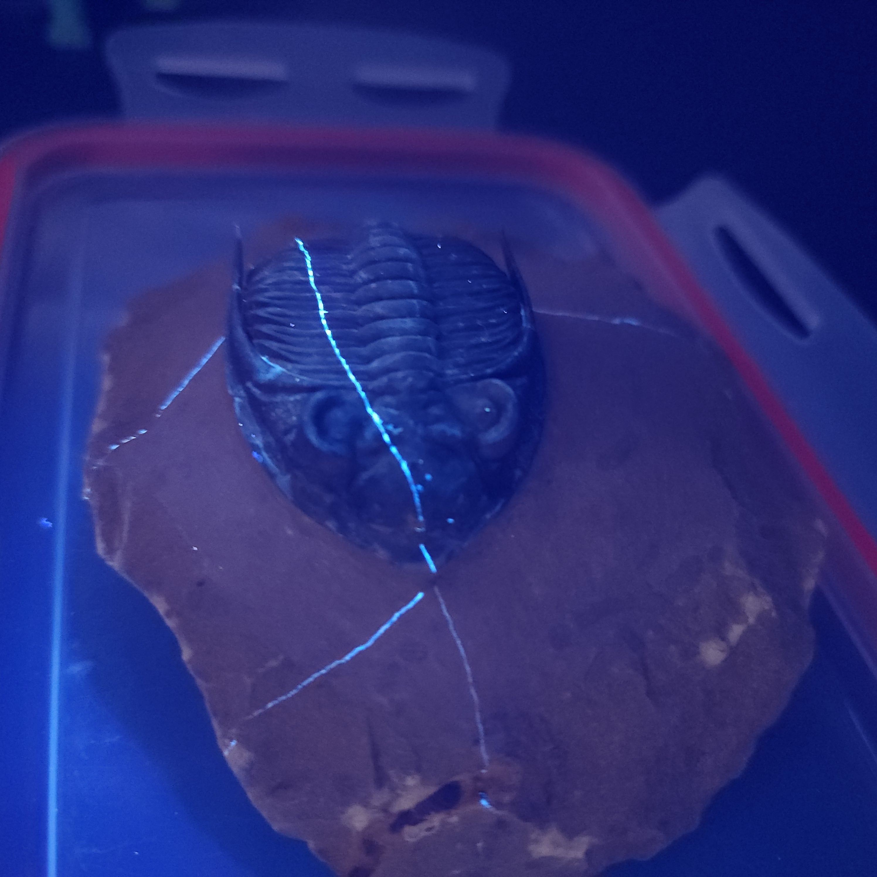 Zlichovaspis Trilobite with genal spines up – Fossil Oasis