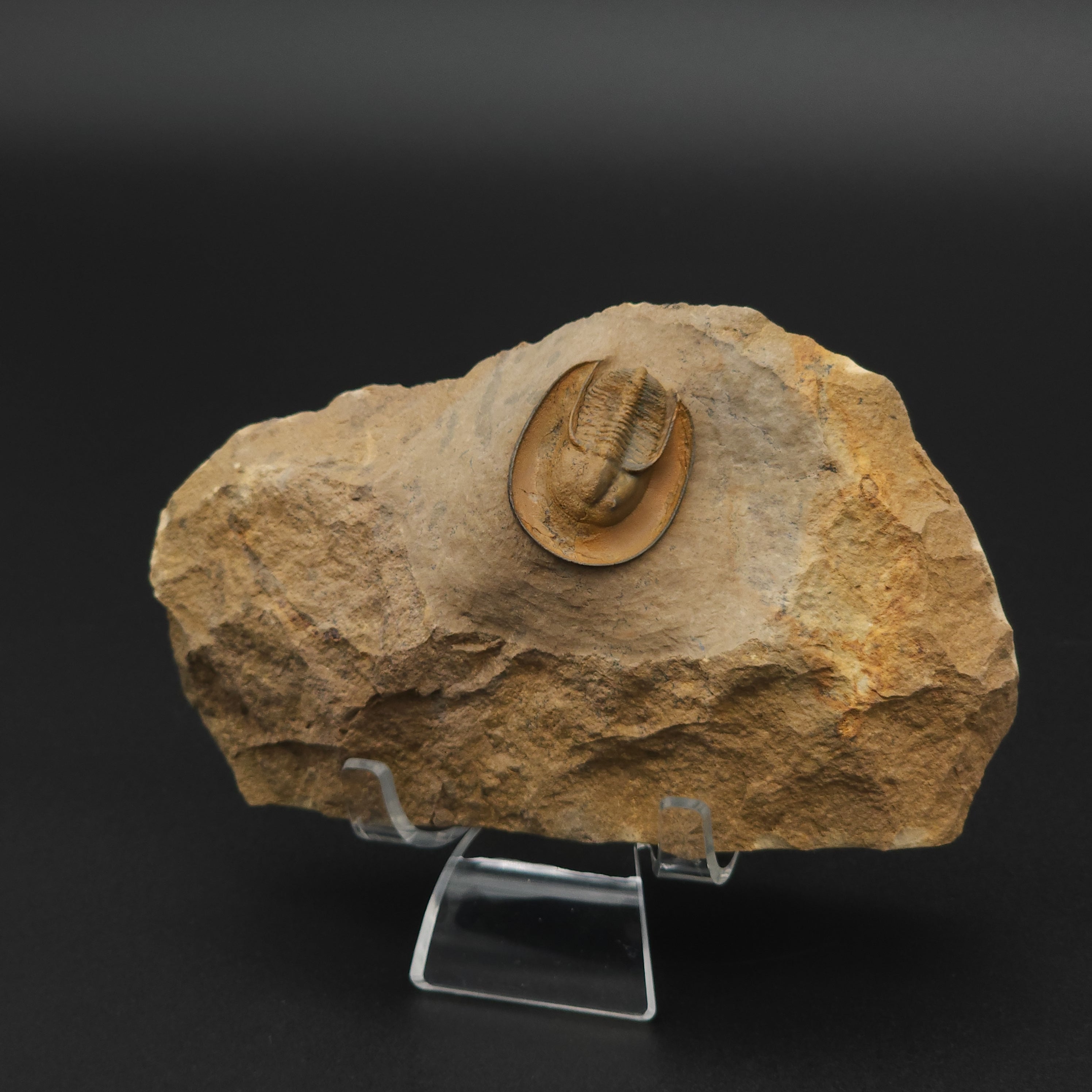 Eoharpes Trilobite Fossil - Devonian Age Harpes species from Ouzina, M ...