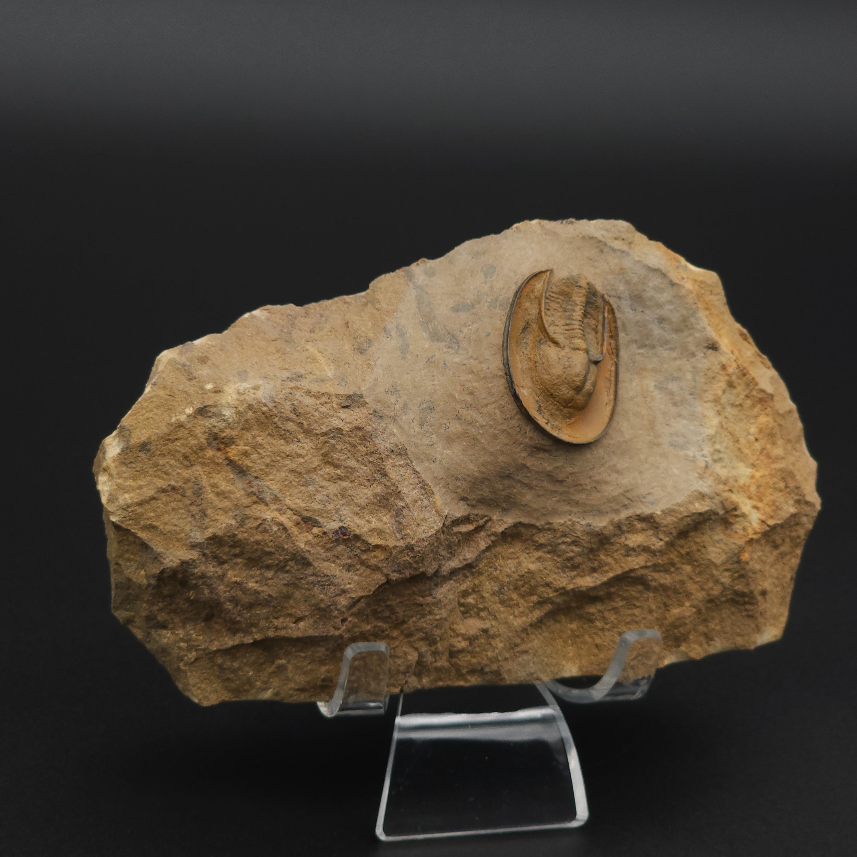 Eoharpes Trilobite Fossil - Devonian Age Harpes species from Ouzina, M ...