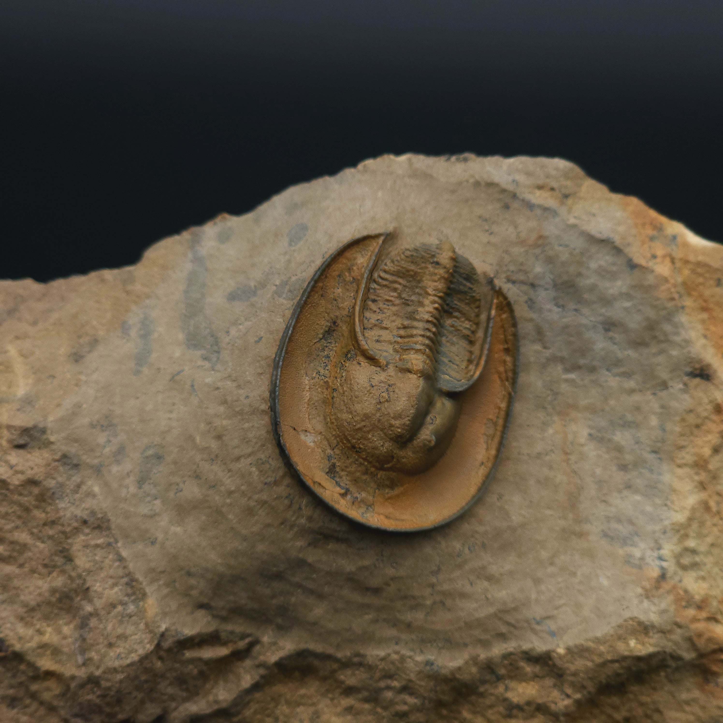 Eoharpes Trilobite Fossil - Devonian Age Harpes species from Ouzina, M ...
