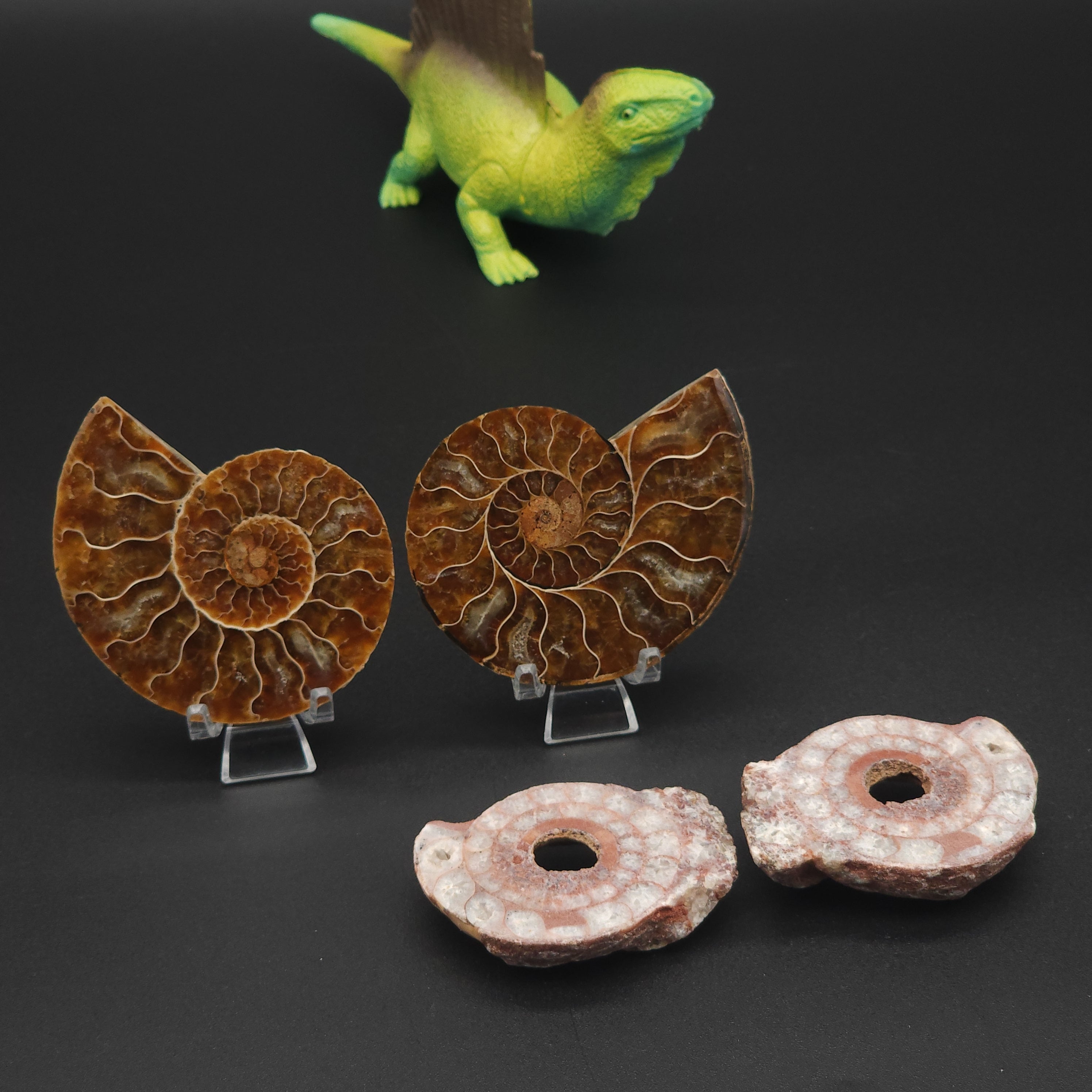 Live Sale Orders – Fossil Oasis