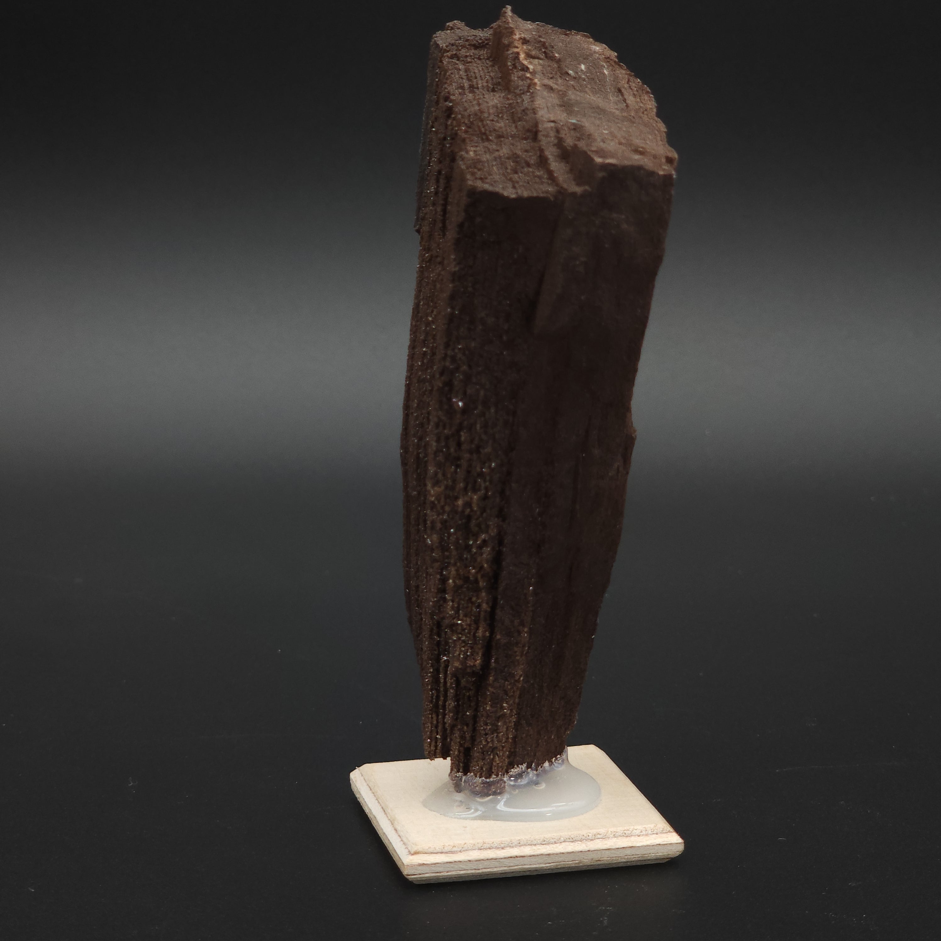 Petrified Wood & Plant Fossils – Fossil Oasis