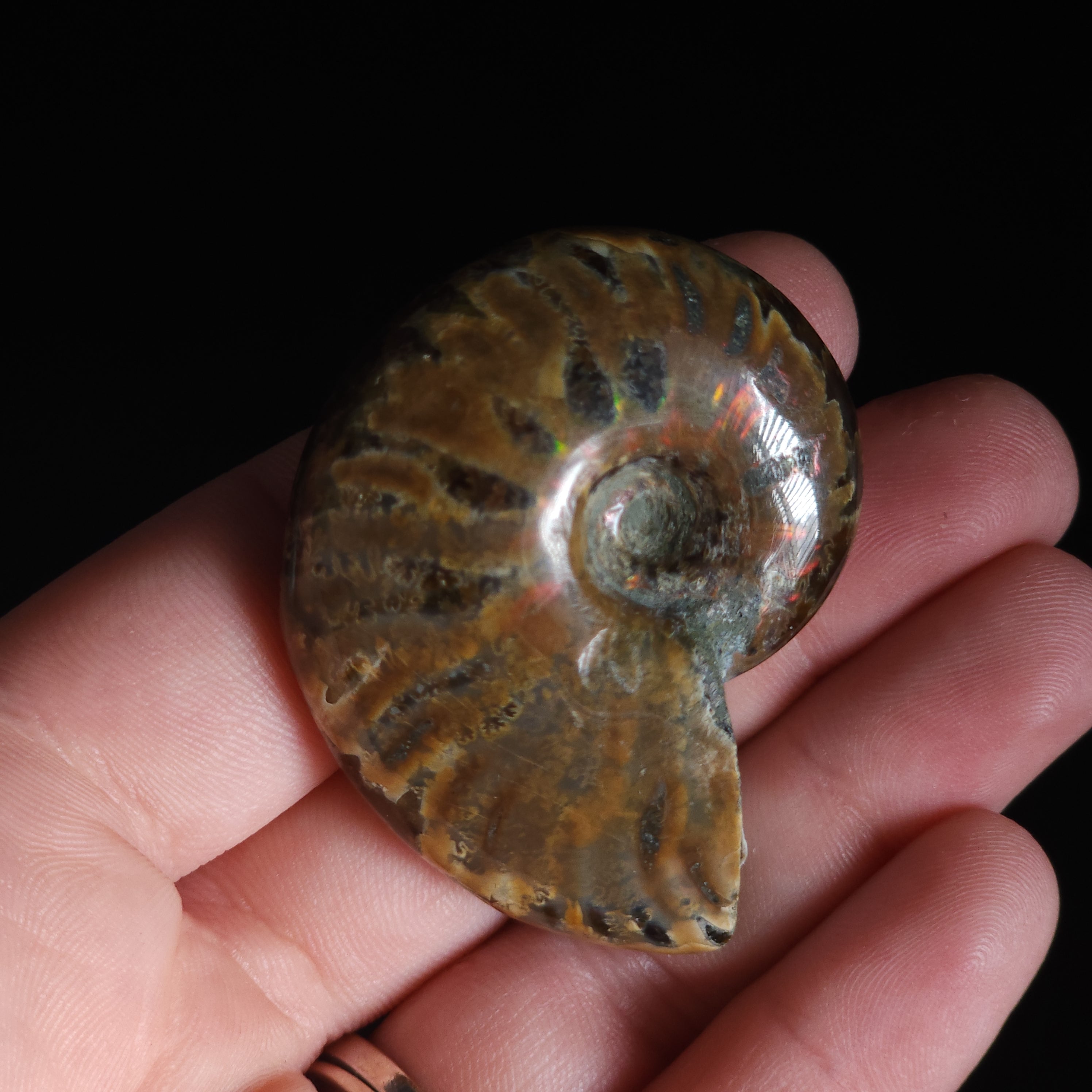 1.89" Whole Polished Rainbow Fire Iridescent Agatized Ammonite Fossil ...