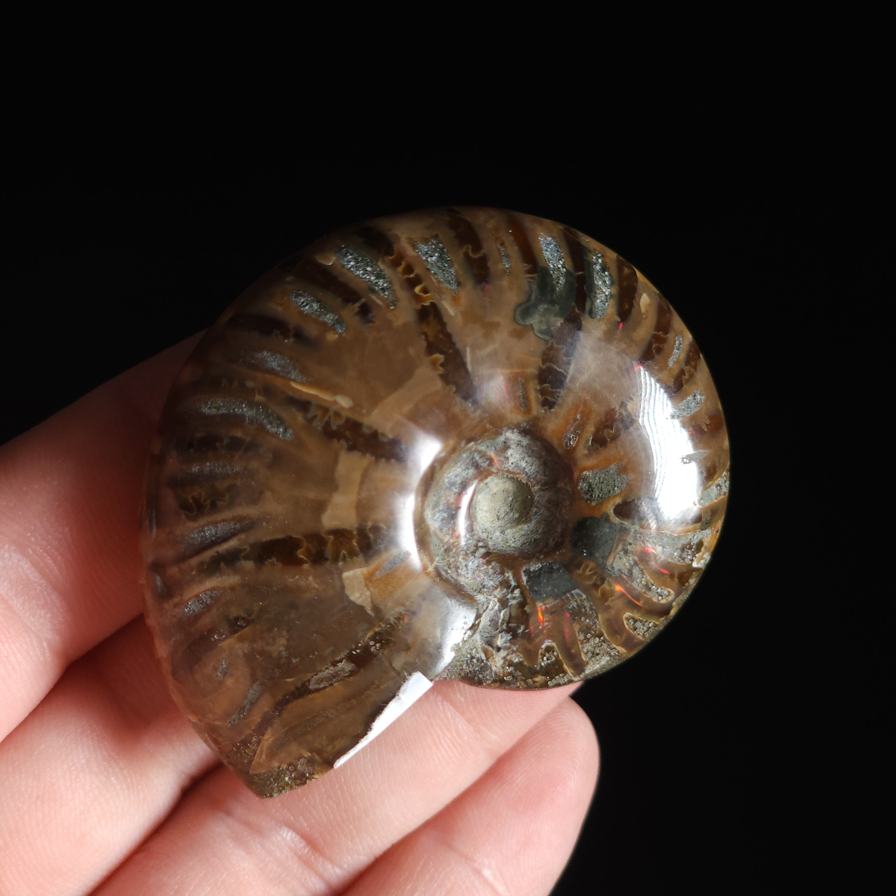 2" Whole Polished Rainbow Fire Iridescent Agatized Ammonite Fossil fro ...