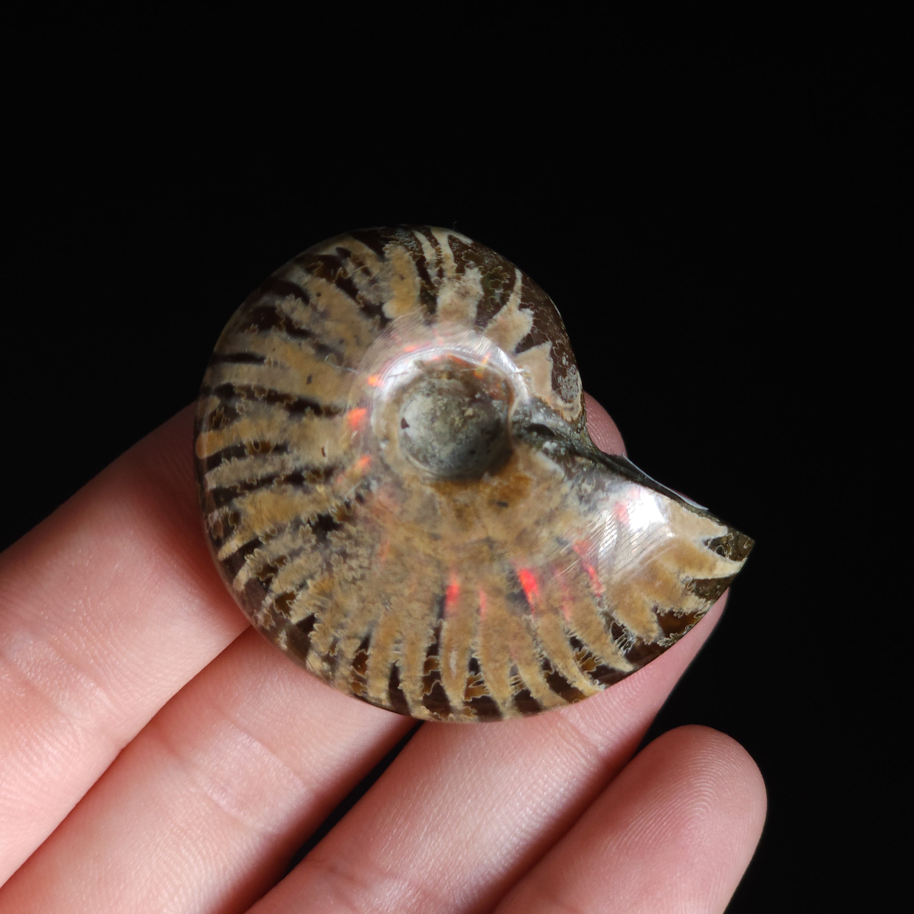 1.78" Whole Polished Rainbow Fire Iridescent Agatized Ammonite Fossil ...